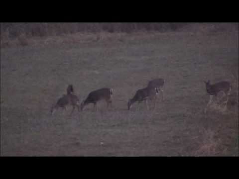 Chasing a huge 150+ 14 point Whitetail deer named Marco, Late season ...